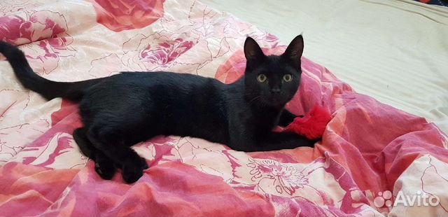 Жгучий брюнет ищет семью