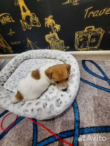 Щенки джек рассел терьер