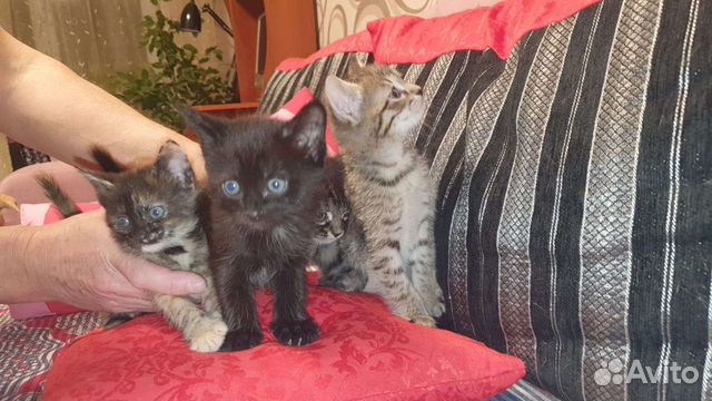 Котятки бесплатно