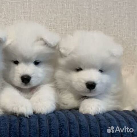Самоеды, щенки из Авангарда Арктики