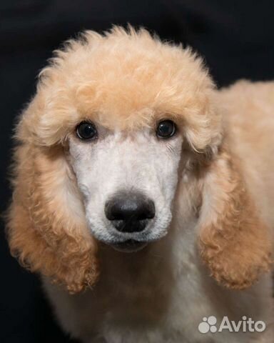 Пудель королевский