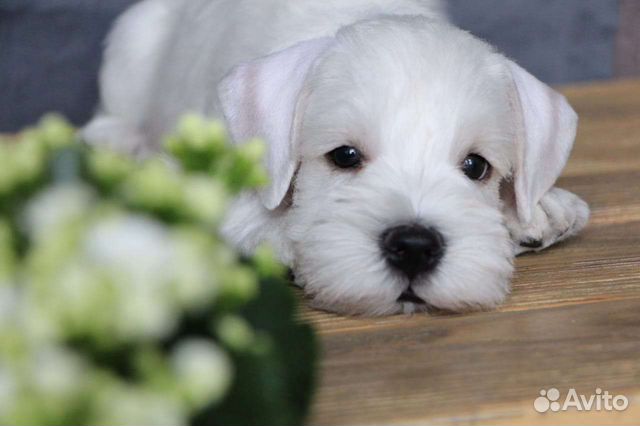 Цвергшнауцер белый, щенки