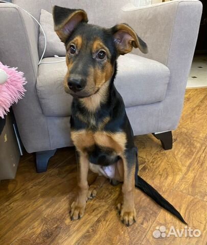 Помогите Щенок может оказаться на улице