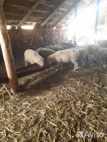 Овцы на мясо