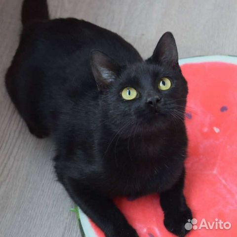 Котик Алмаз