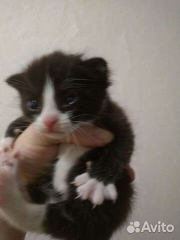 Кошки бесплатно