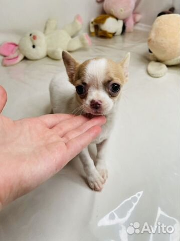 Щенки чихуахуа мини