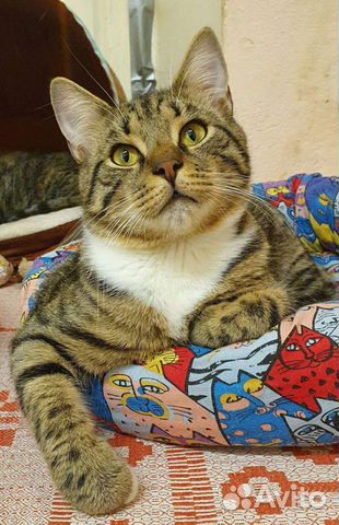 Тигренок в приюте ждет маму