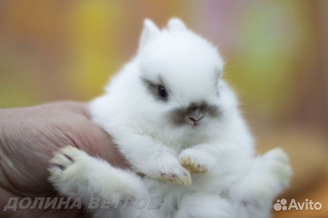 Карликовый кролик минор девочка