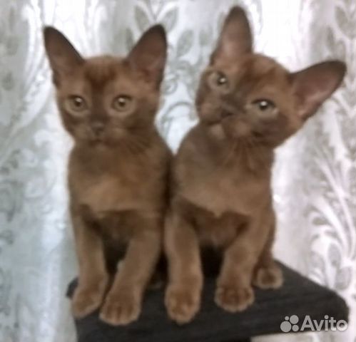 Бурманские котята, мальчики, соболь