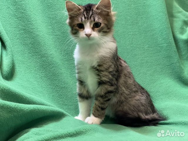 Маленькая Зоя 3,5 месяца в добрые руки