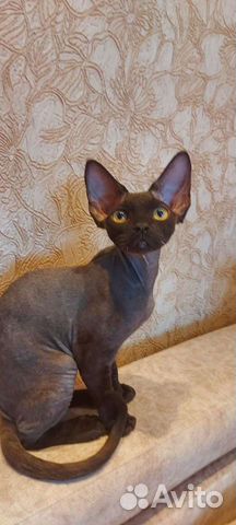Котята девон-рекс