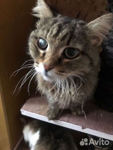 Котик Тимоша ищет семью