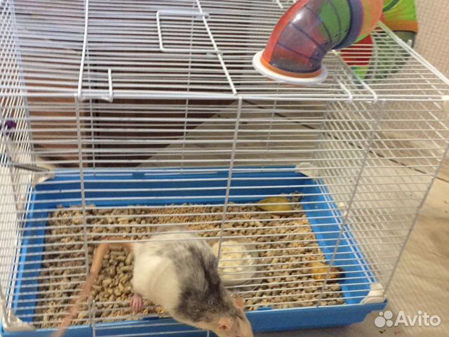 Декоративные крыски