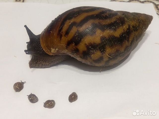 Ахатины тигры улитята