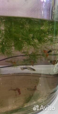 Самцы взрослые гуппи