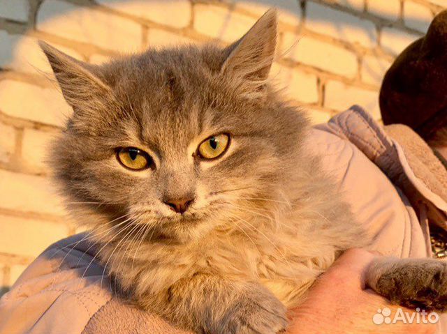 Котенок Пушаня ищет дом