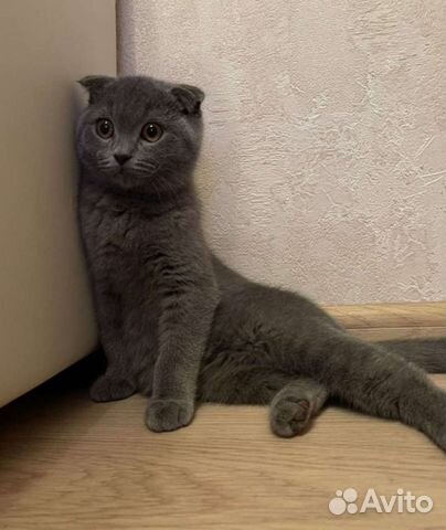 Шотландская вислоухая кошка