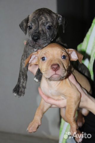 Щенки питбуля