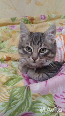 Красивый котенок