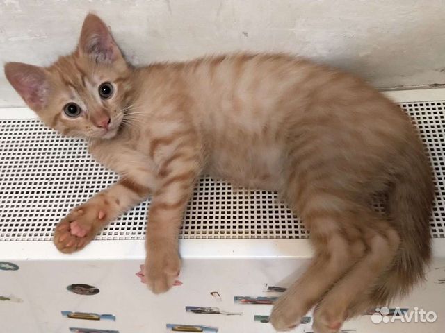 Котенок рыжий домашний мальчик