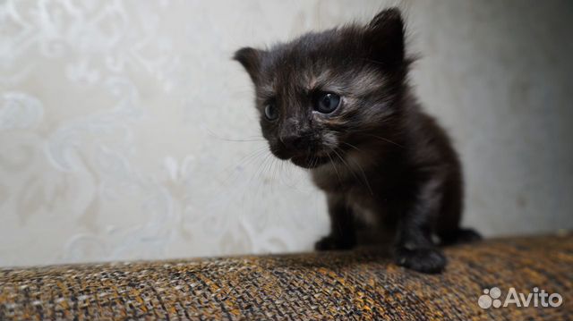 Отдам котенка в добрые руки. Бесплатно