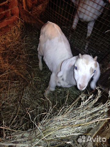 Козлик нубийский 75 процентов 2 мес