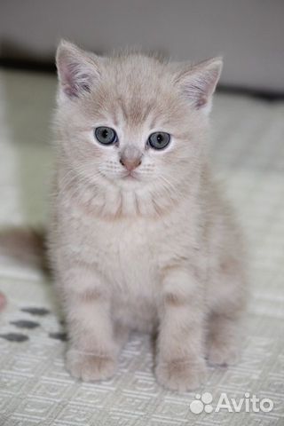 Британские котята