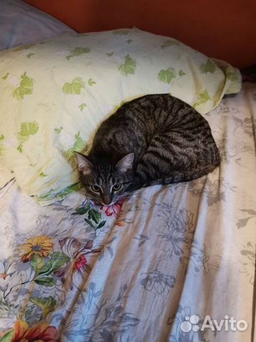 Кошки бесплатно