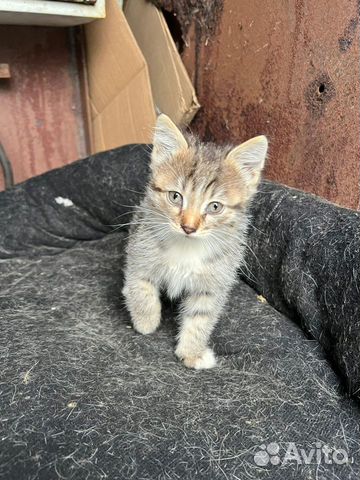 Котенок мальчик зайчик