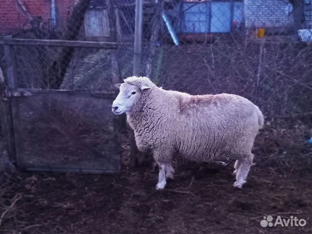 Продается баран