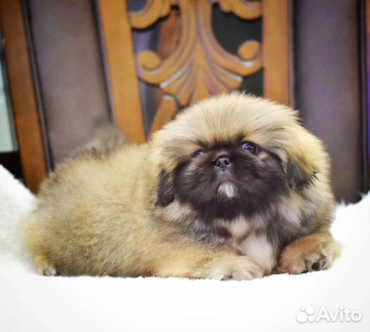 Щенки пекинеса