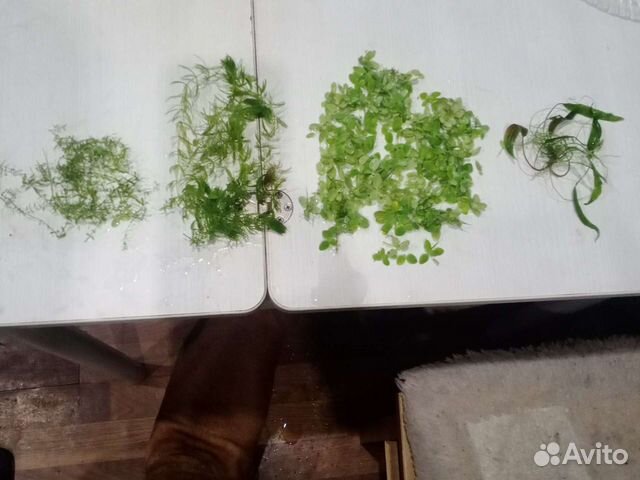 Аквариумные растения