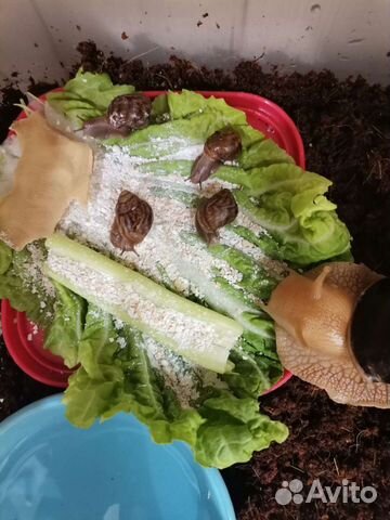 Улитки ахатины улитята