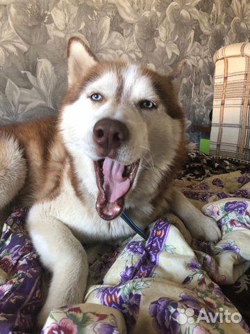 Сибирский хаски