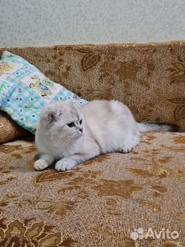 Кот (шотландец вислоухий) имя Тайсон