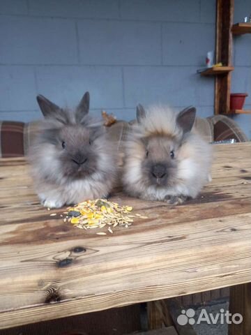 Декоративные кролики