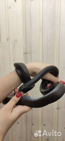 Королевская змея нигрита