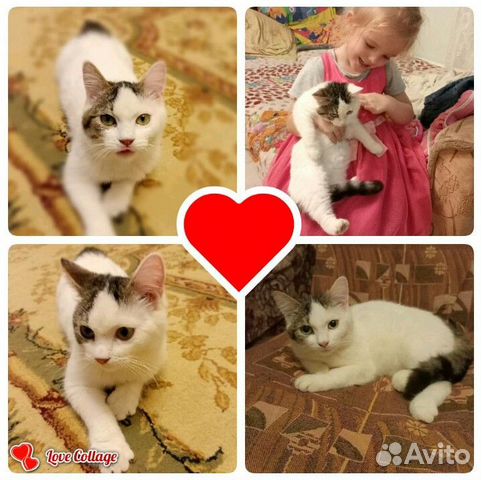 Миниатюрный милый котик