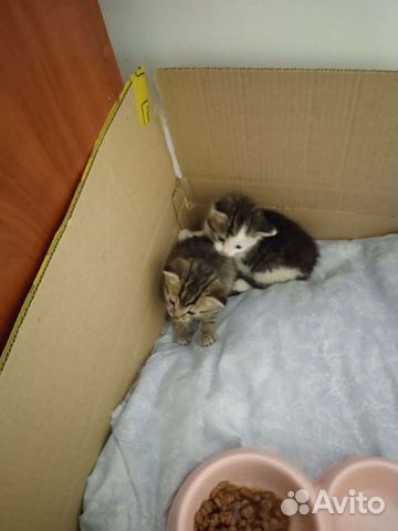 Котята в добрые руки бесплатно