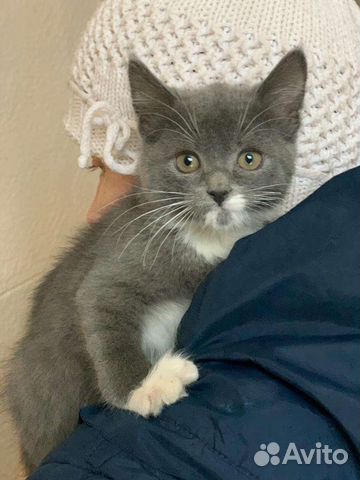 Кошки в добрые руки