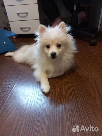 Цвергшпиц померанский