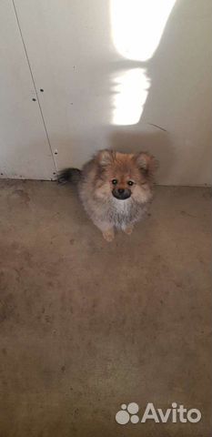 Маленькая собака шпиц