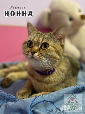 Молодая британочка. Кастрирована,привита