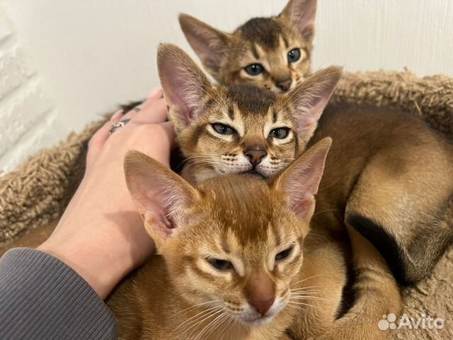 Абиссинские котята