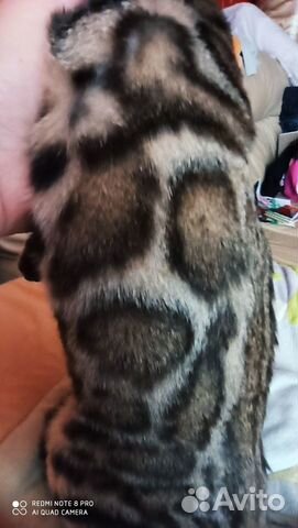 Маленький красавчик