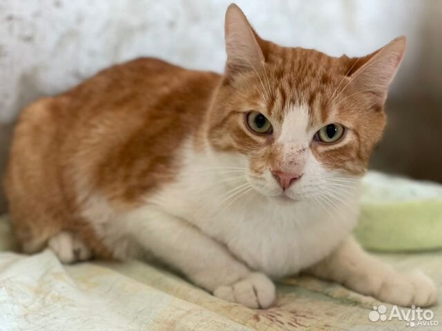 Рыжик Филечка 2 года ищет свой дом и родную семью