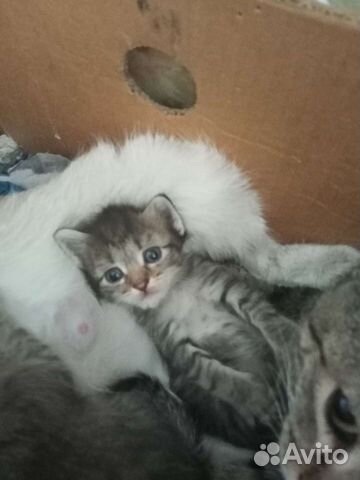 Котята в добрые руки