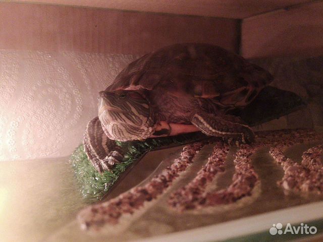 Красноухая черепаха в хорошие руки и в хороший ухо