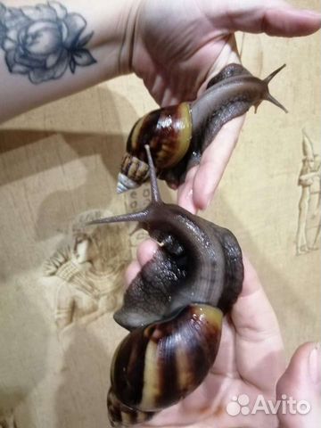 Улитки ахатины